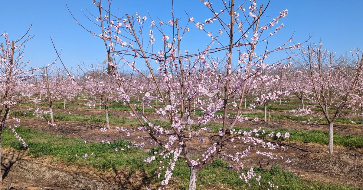 California Tree Fruit Update | Tree Top - Ingredients